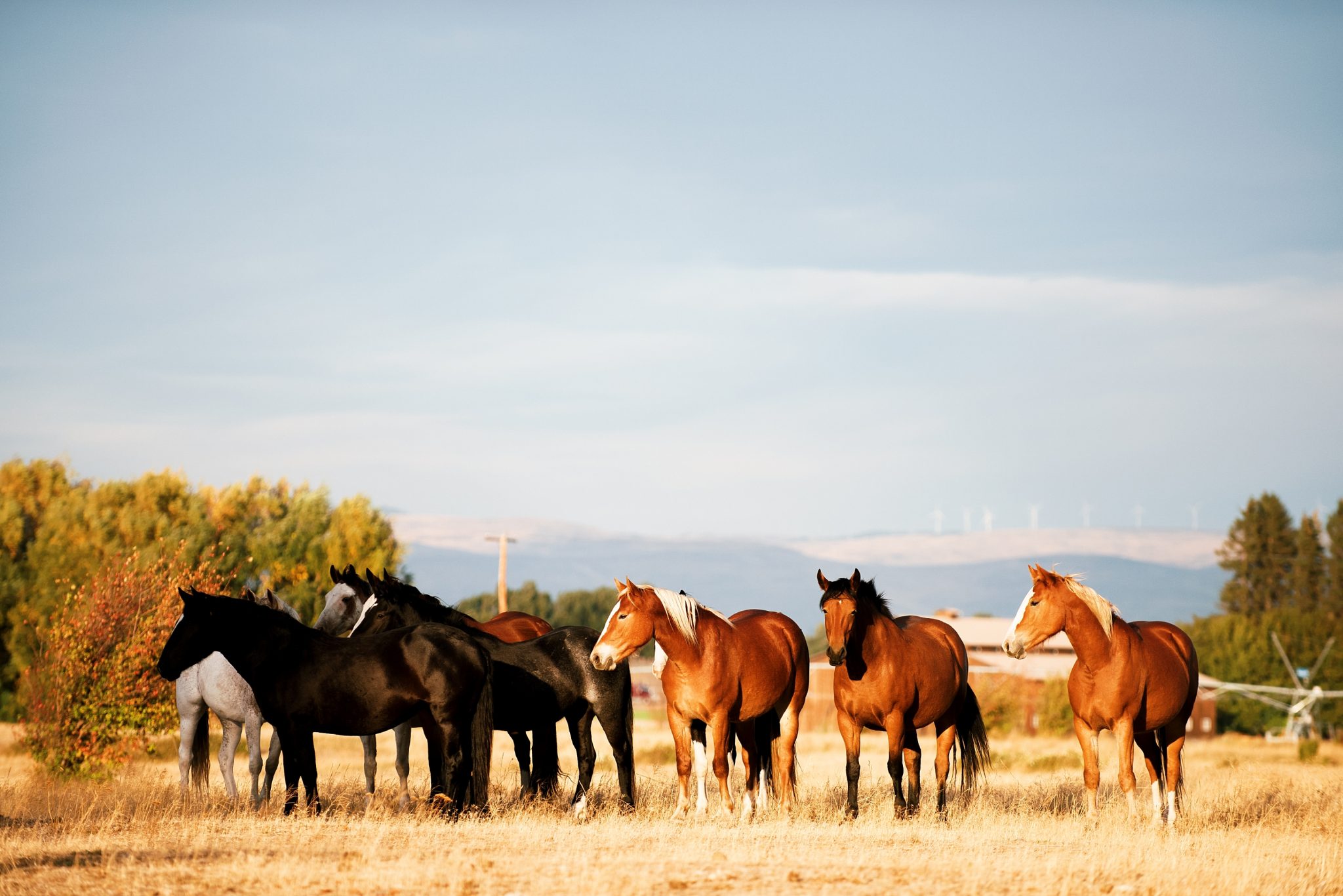 Fourth Generation Rodeo Ranchers: The Beard Family Photos in Ellensburg ...
